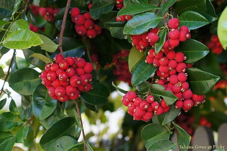Choosing plants for tropical hedges
