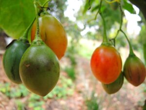 How to grow tamarillo or tree tomato